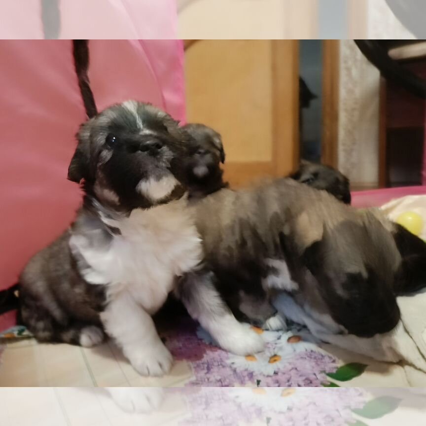 Русская цветная болонка