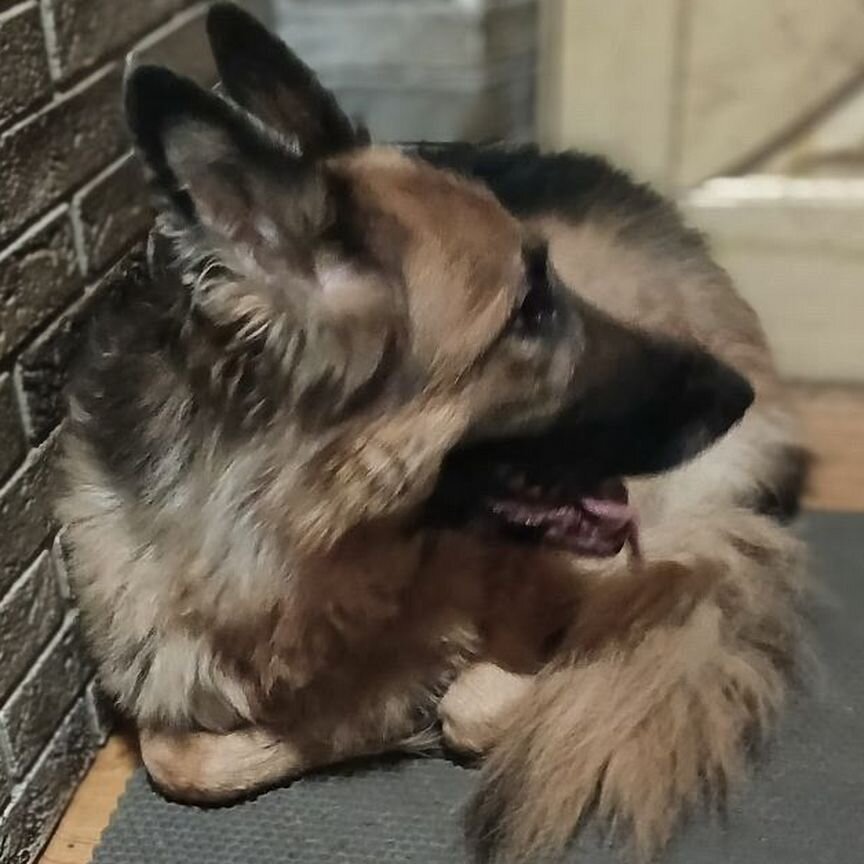 Немецкая овчарка, взрослая собака