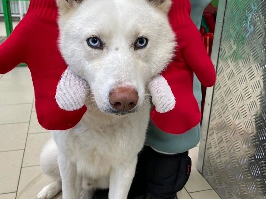 Собака в добрые руки