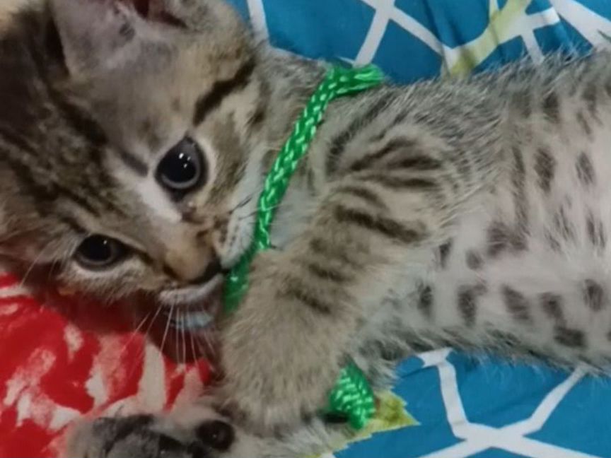 Котёнок с приданным