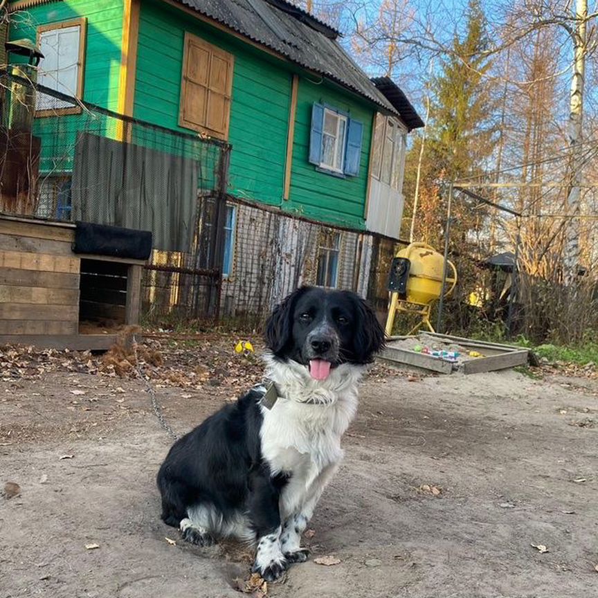 Бим в добрые руки