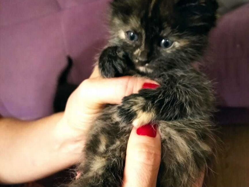 Котенок Клякса 2 мес