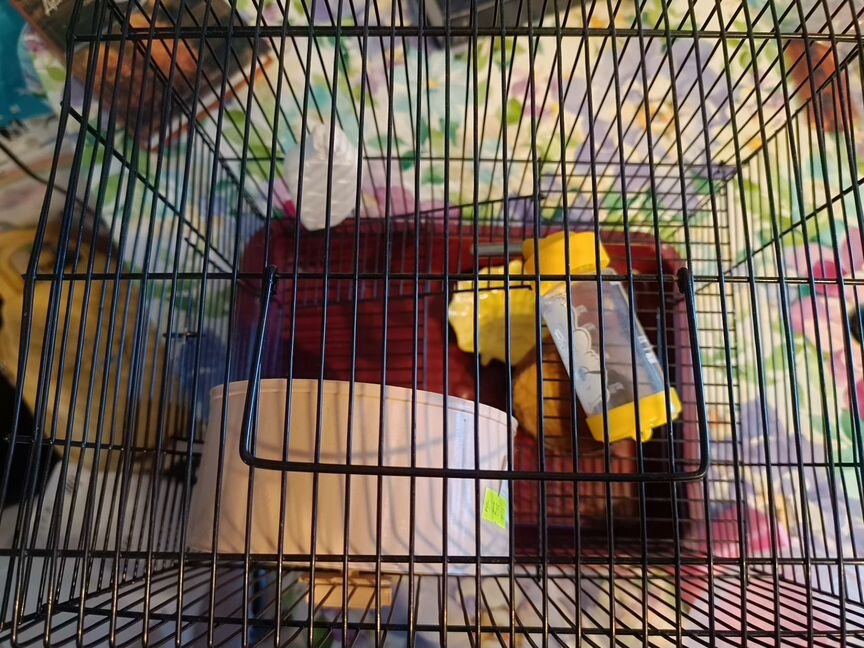 Клетка для хомяка + шар для хомяка