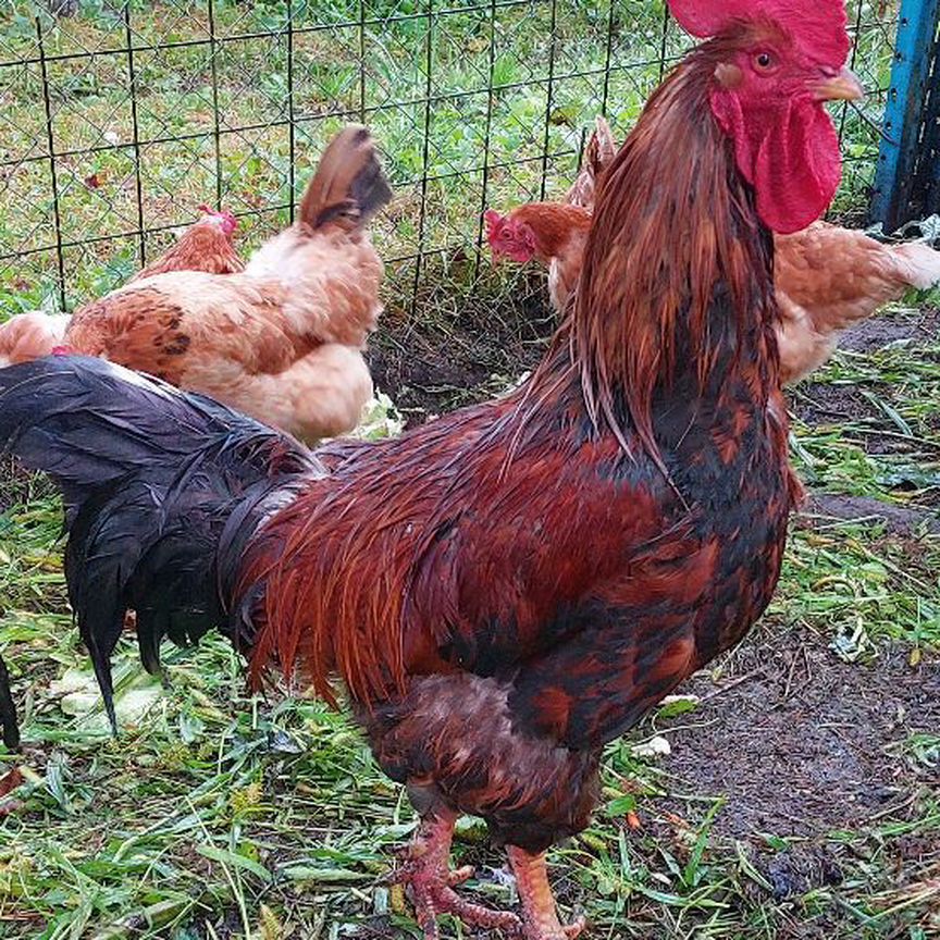 Петух Кучинской породы