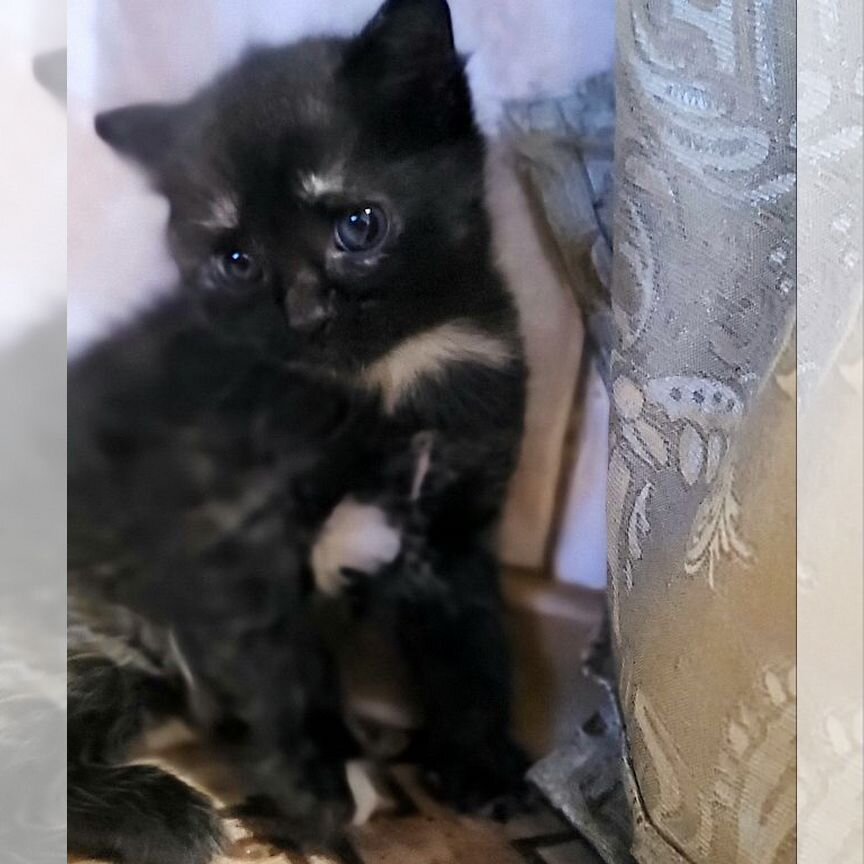 Кошечка