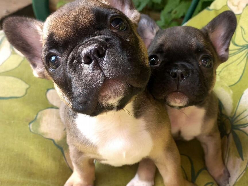Французские бульдожки