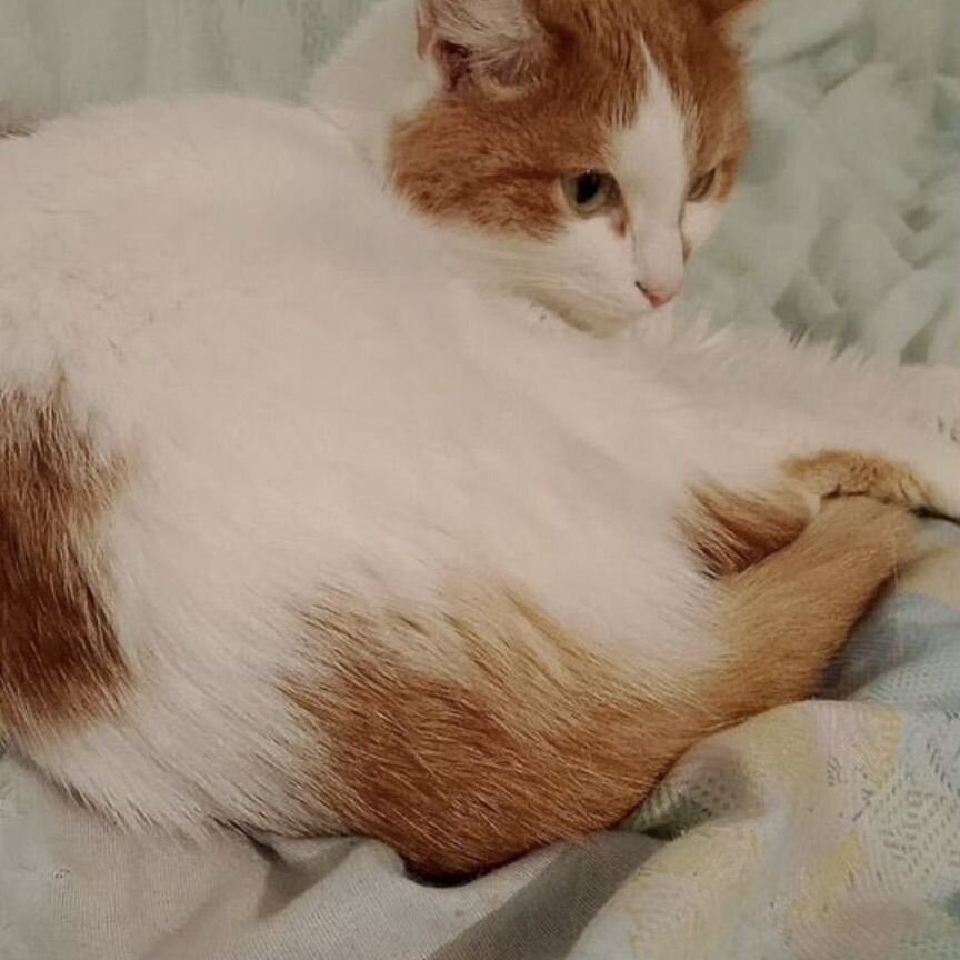 Кошка солнышко в свой дом