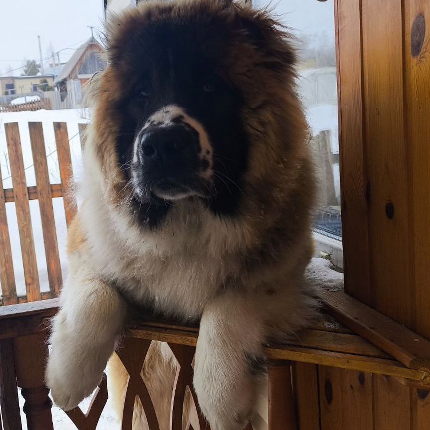 Кавказская овчарка, щенок