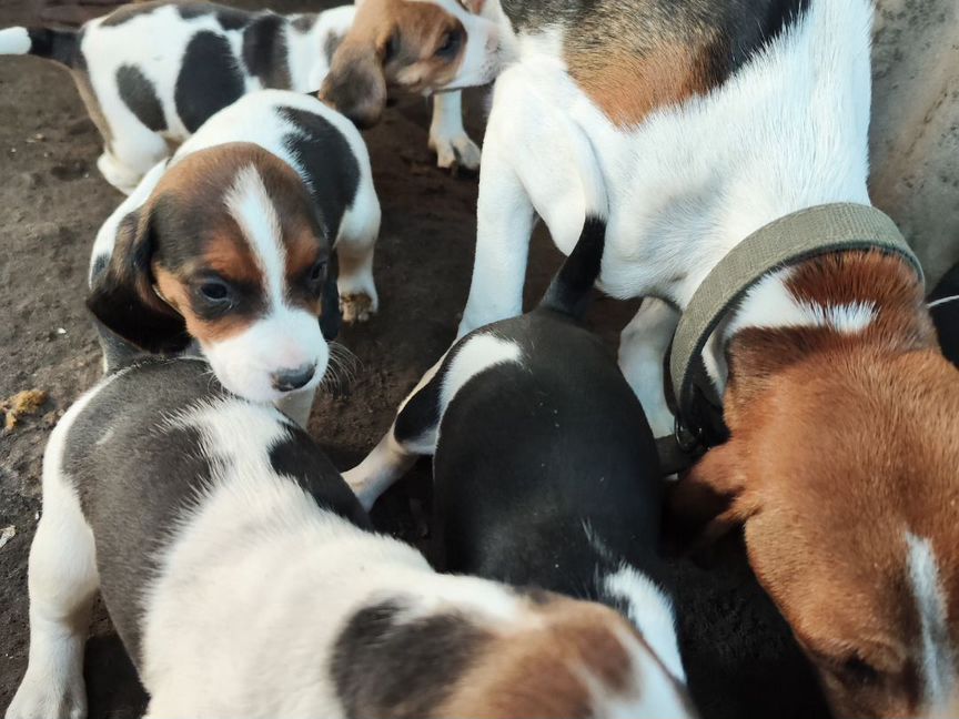 Эстонская гончая щенки