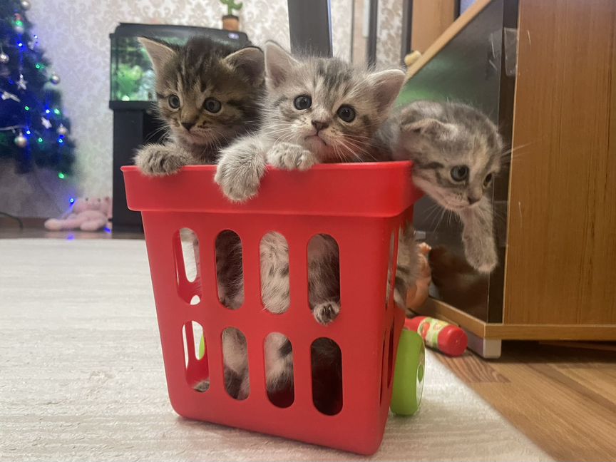 Котята
