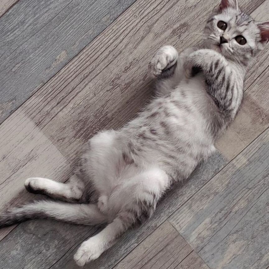 Шотландские котята