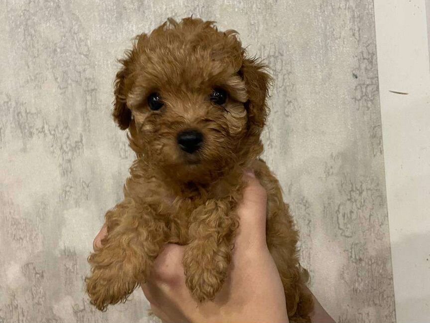 Девочка -той