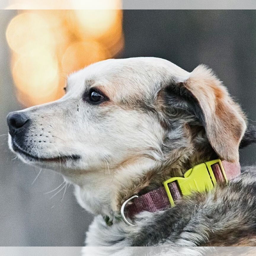 Взрослая собака в добрые руки