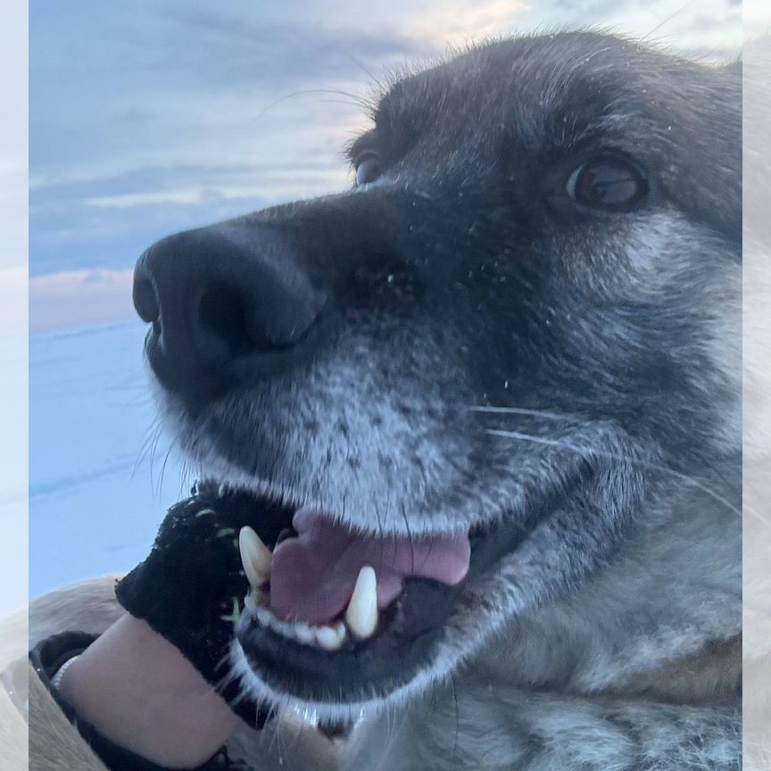 Взрослый пёс в добрые руки