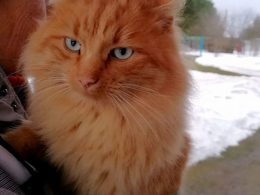 Котик