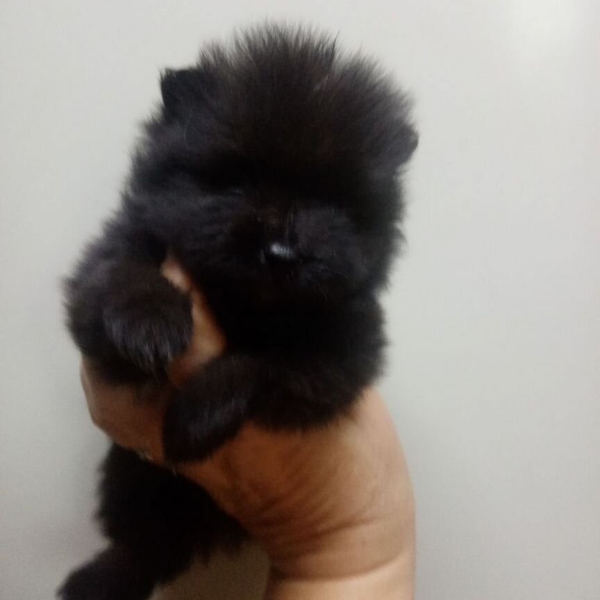 Крошка на ладошке шпицуля