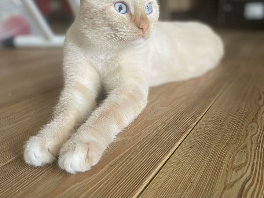 Потрясающий Кот
