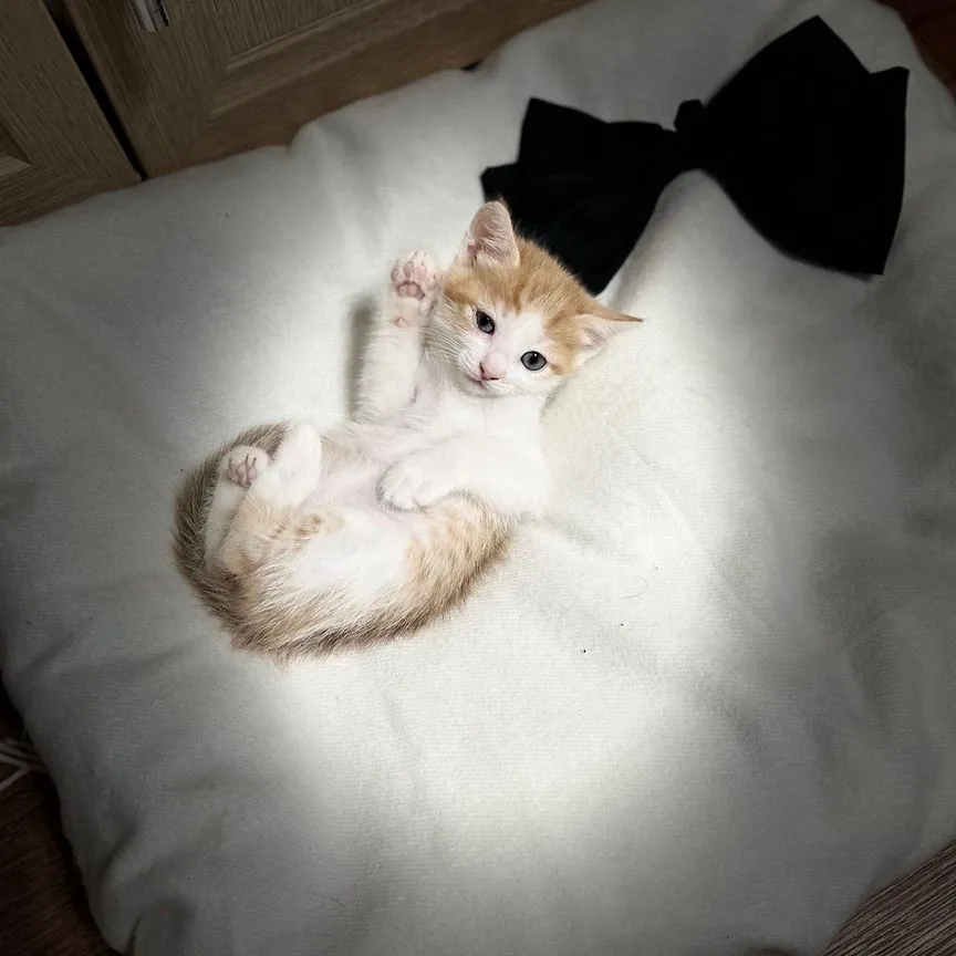 Котенок-Девочка Луна