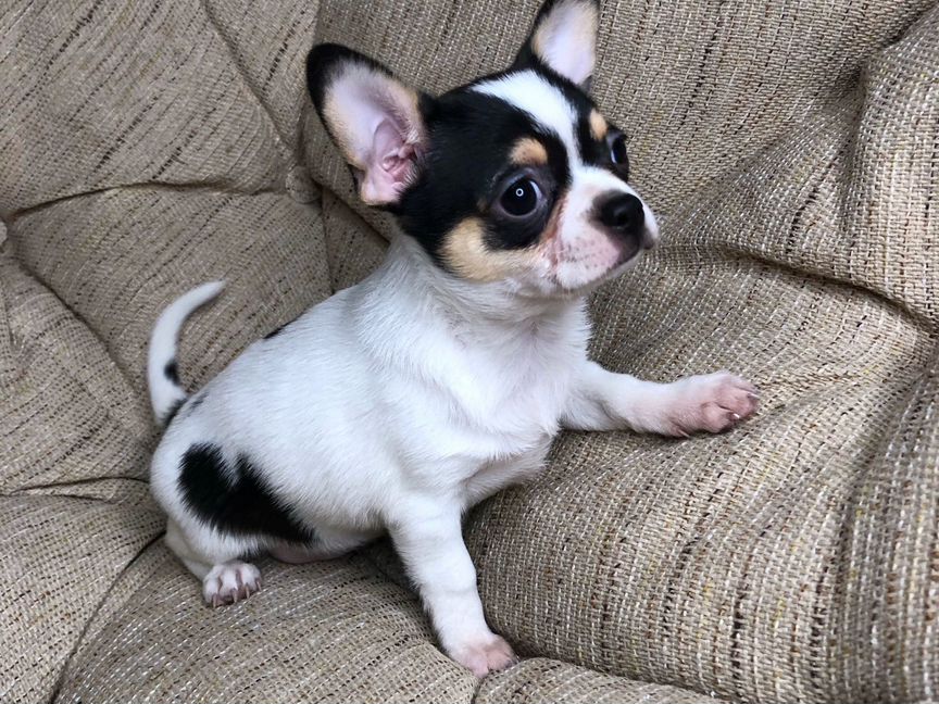 Щенки чихуахуа (мини/стандарт)