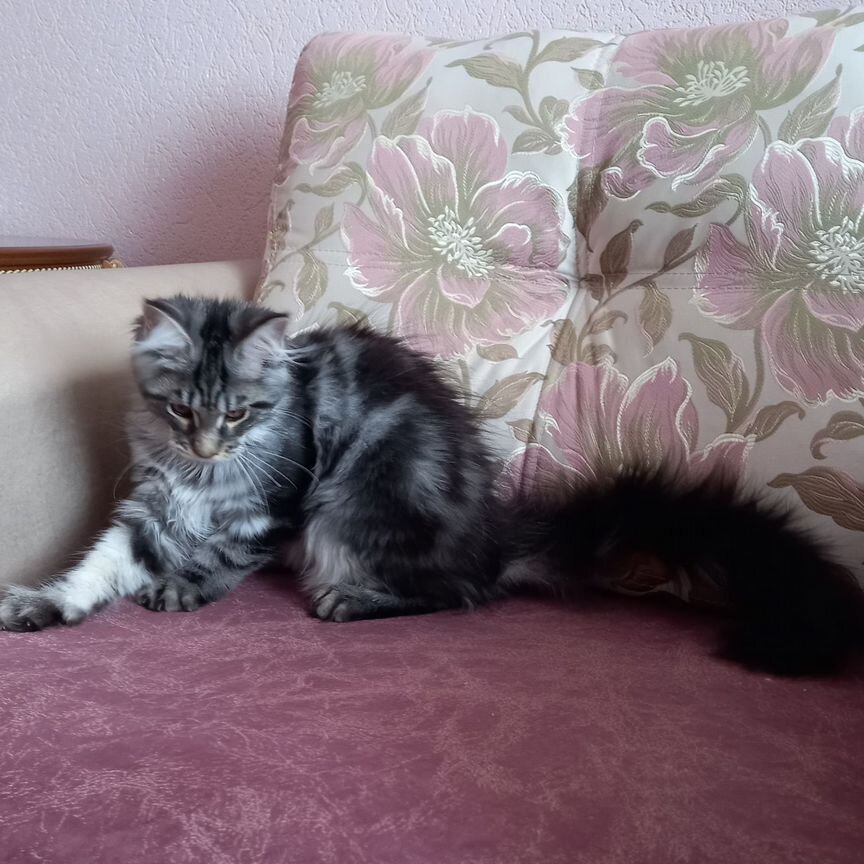 Мейн кун девочка чёрное серебро мега длинный хвост