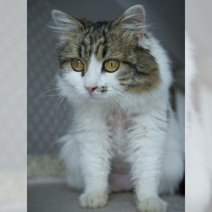 Сибирская, взрослая кошка