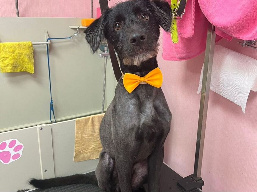 Наконец-то вы решились на собаку:)