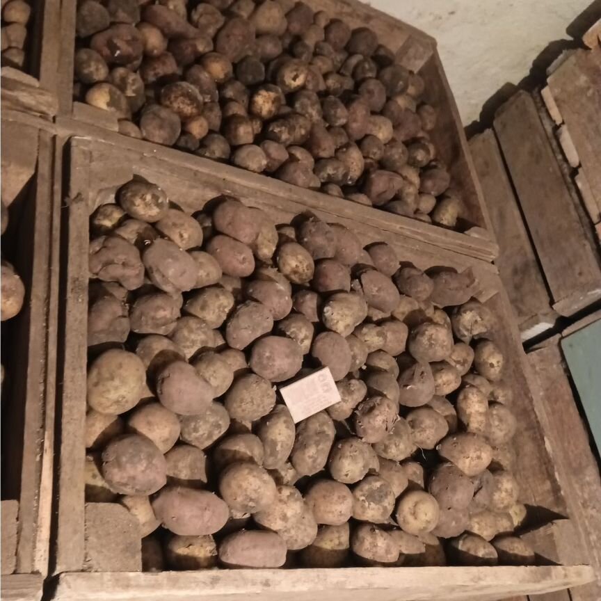 Картофель на корм скоту