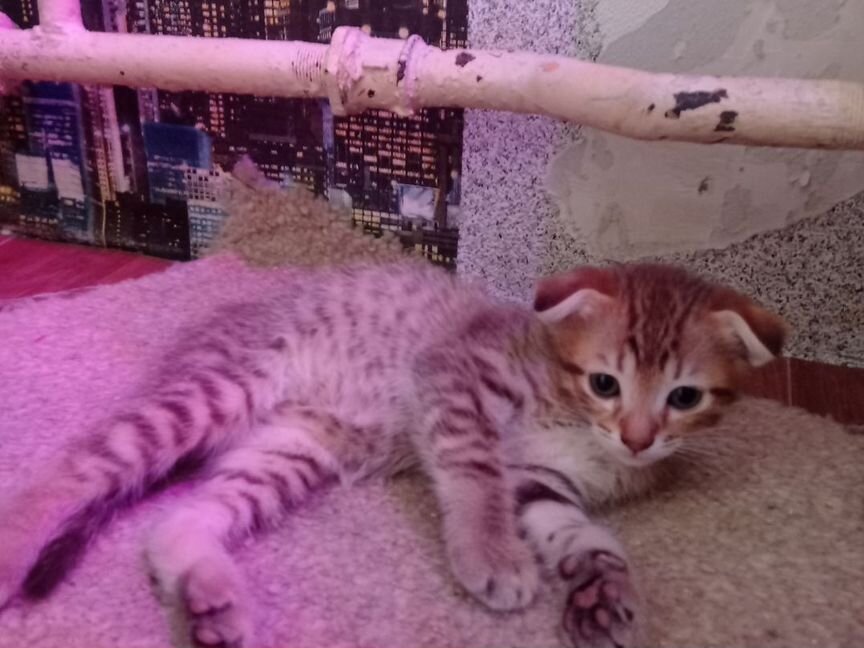 Котята шотландские