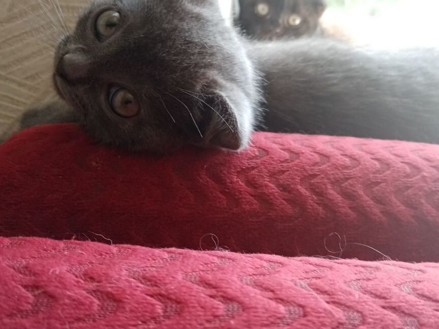 Котики бесплатно в добрые руки