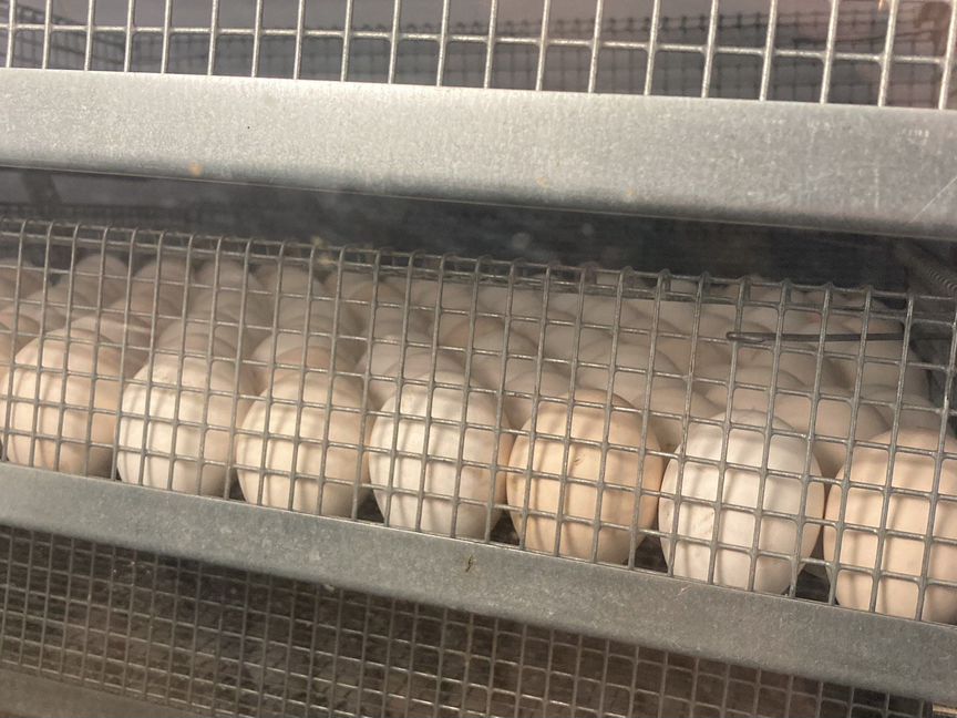 Инкубационное яйцо бройлера