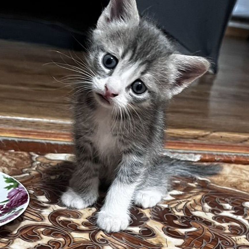 Отдам маленьких пушистиков в добрые руки