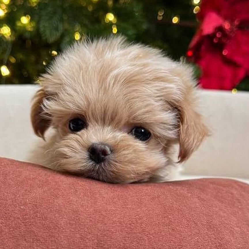 Мальтипу, щенок