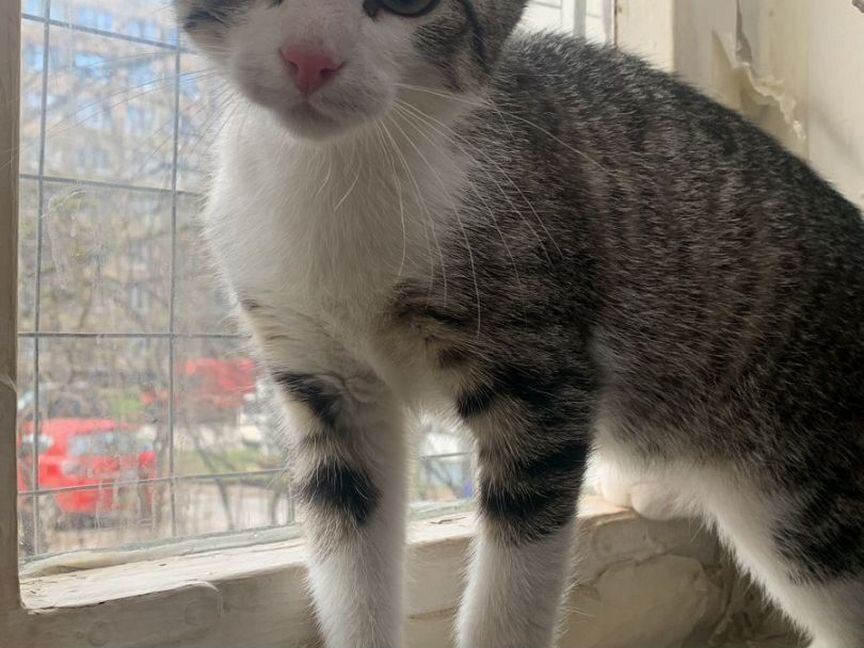 Котенок Степа ищет дом