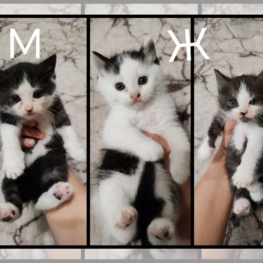 Британский короткошёрстный котёнок