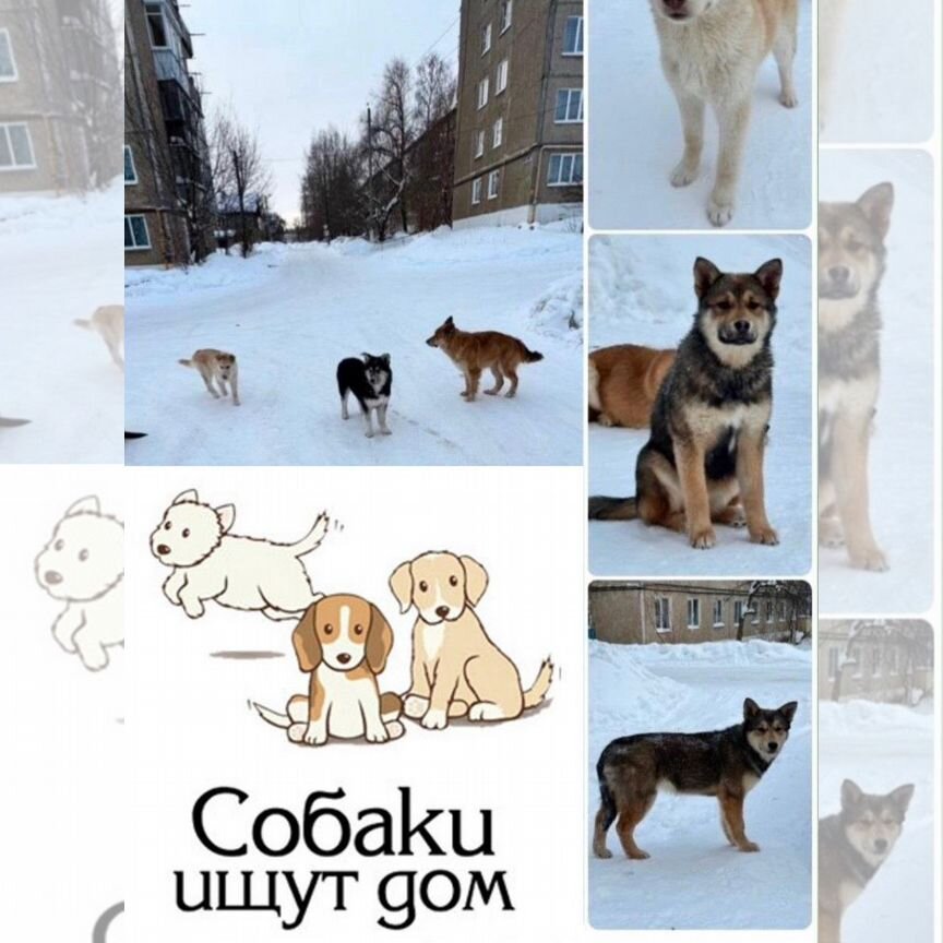 Взрослая собака в добрые руки