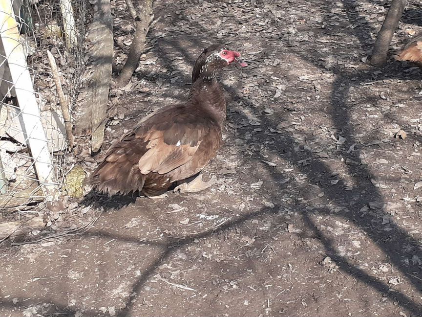 Продам мускусных уток