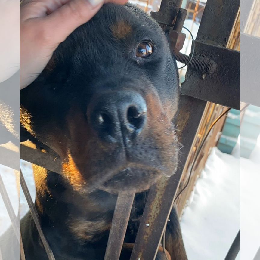 Ротвейлер, взрослый пёс