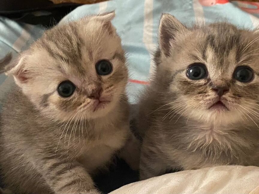 Шотландские котята
