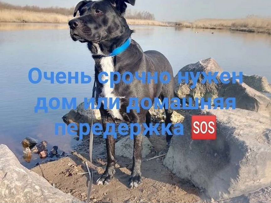 Собака