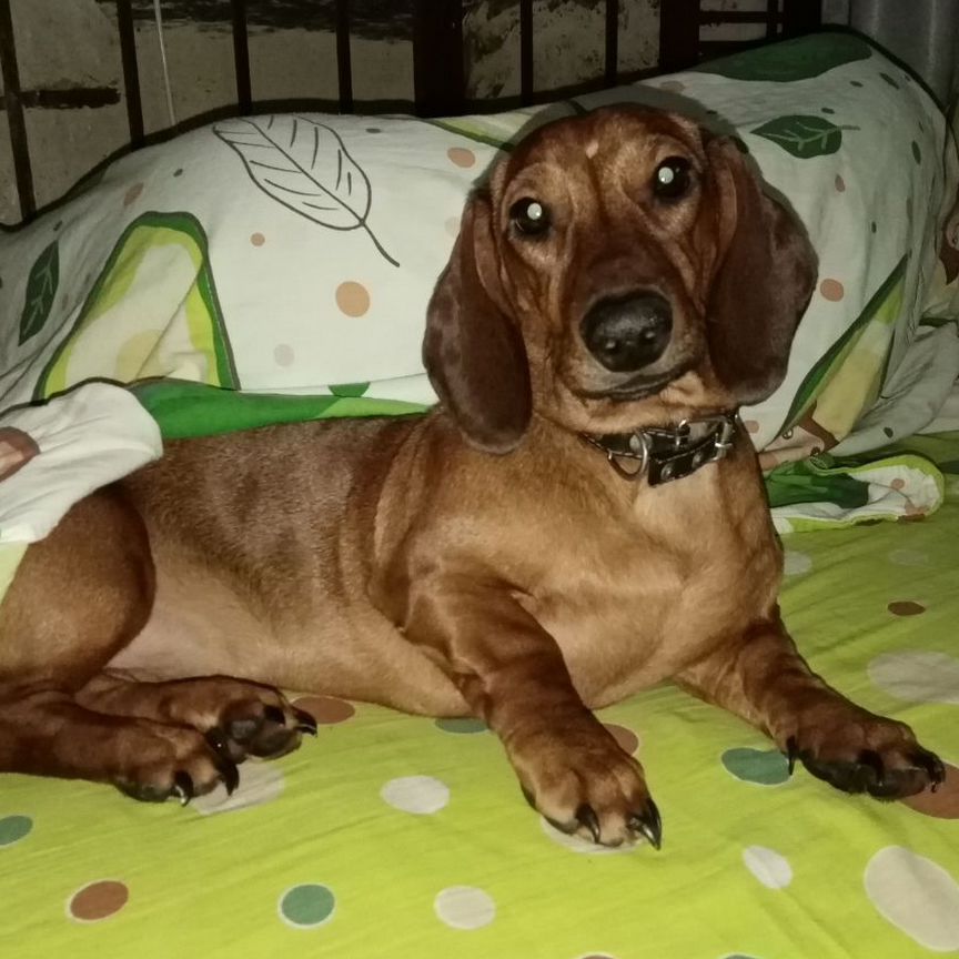 Такса, щенок