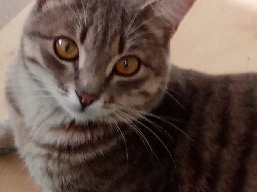 Котик
