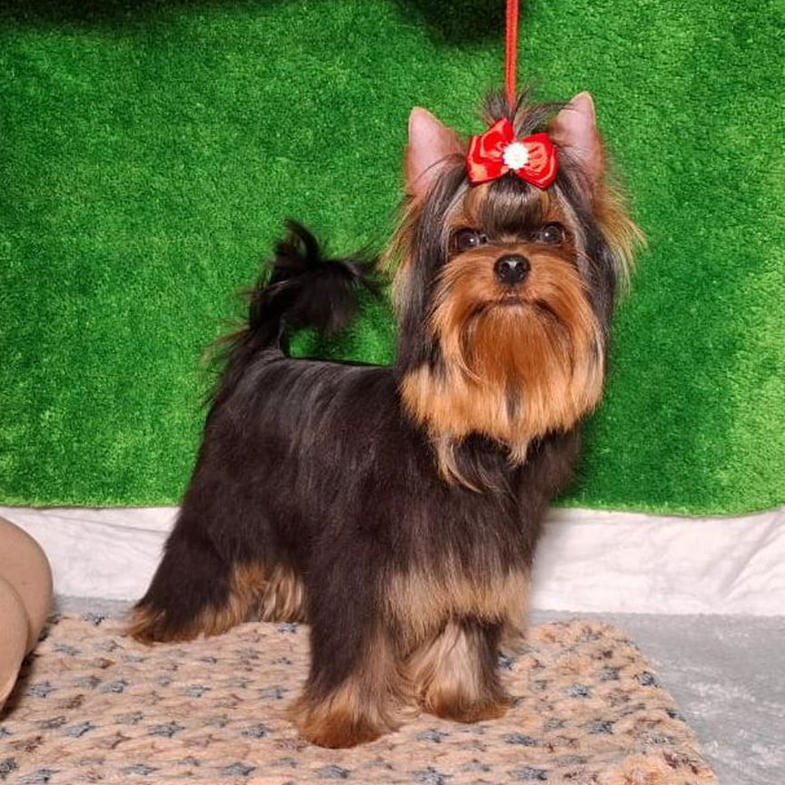 Мальчик, 7 мес. Йорк