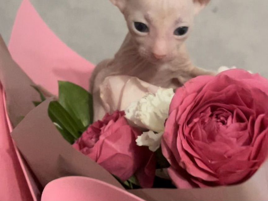 Лысые котята сфинкс