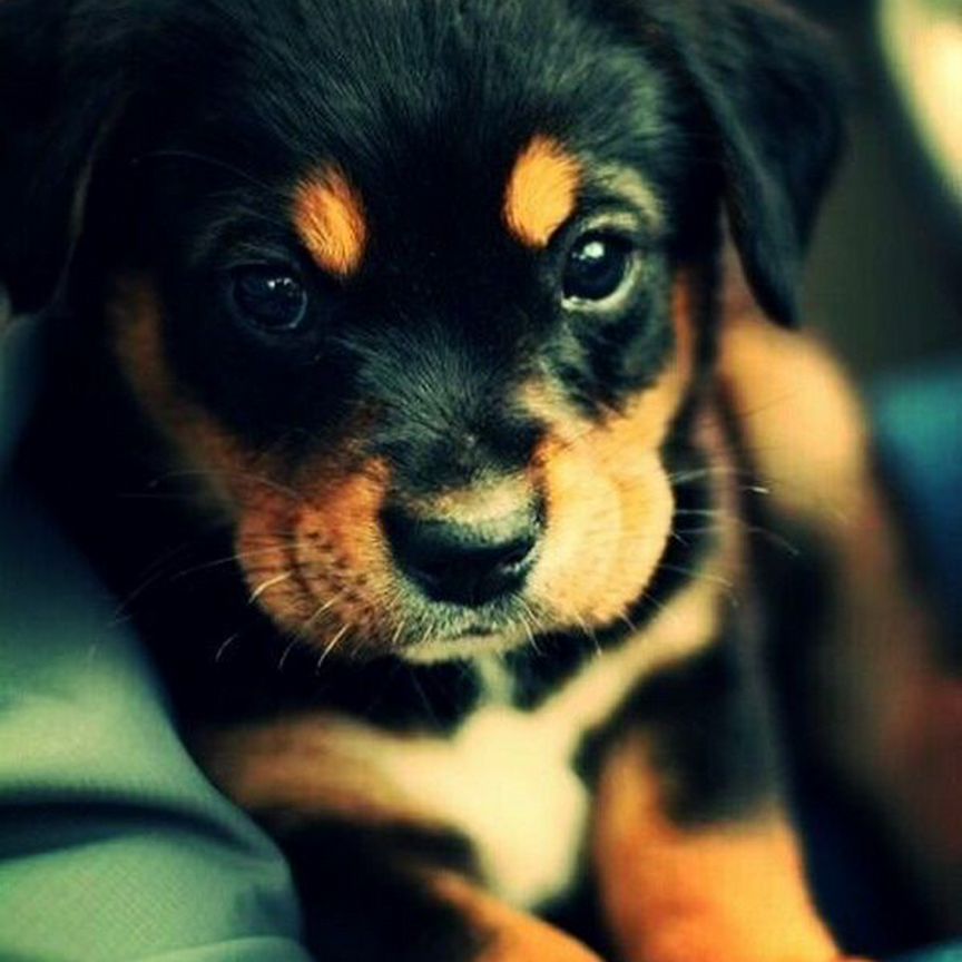 Щеночки в добрые руки