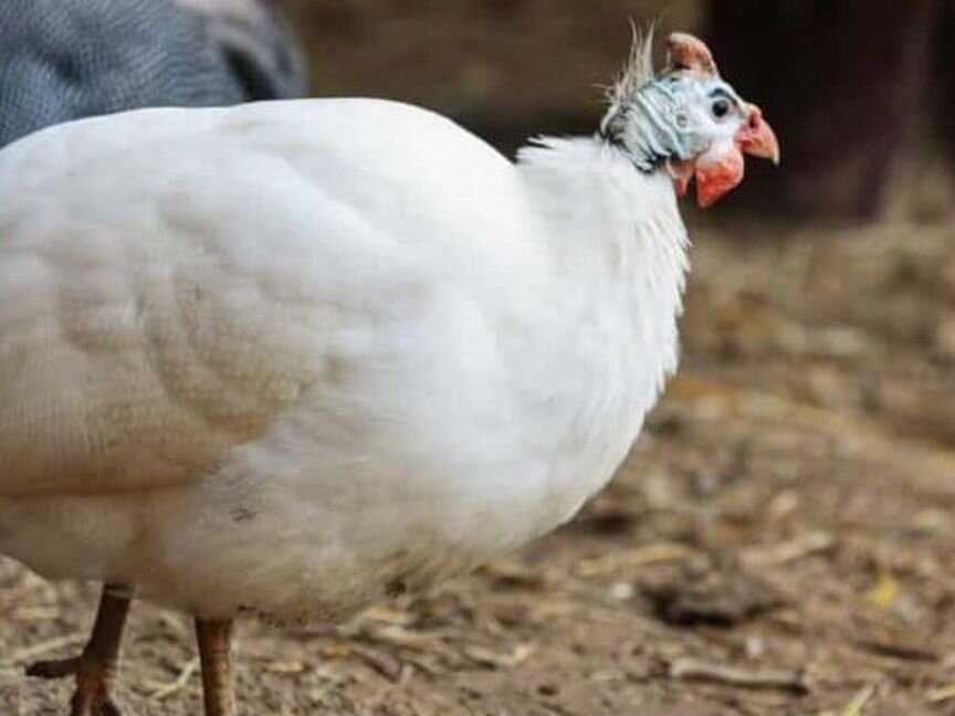 Петушки: белая волжская цисарка