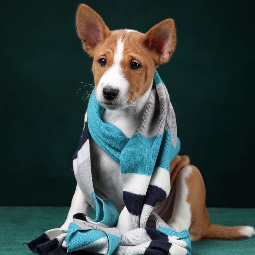 Басенджи, щенок