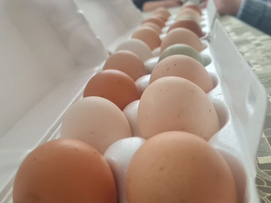 Домашние куриные яйца