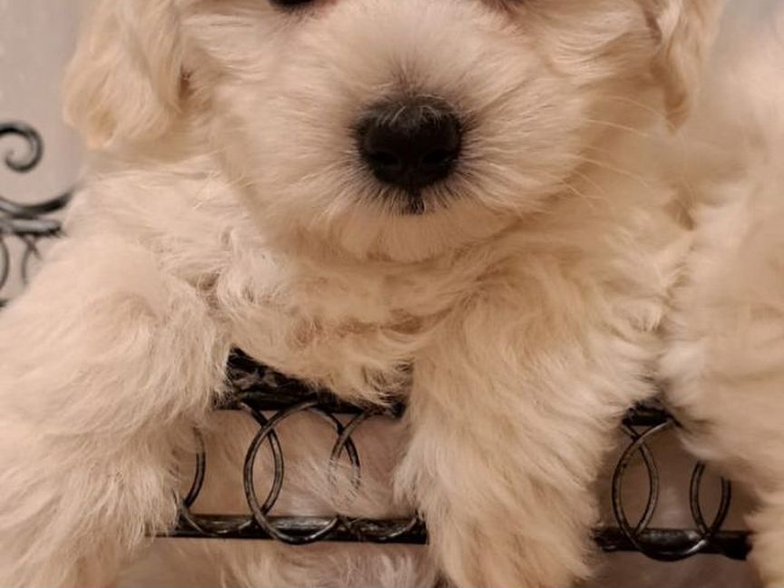 Собаки щенки мальтипу