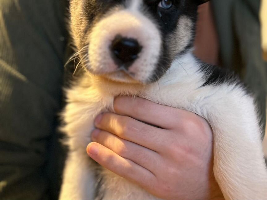 Щенки метисы в добрые руки