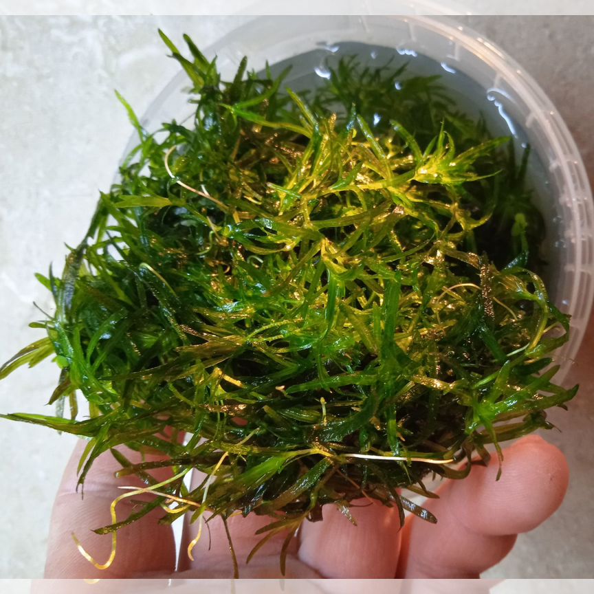 Аквариумные растения